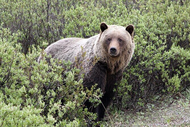 Canmore: Lost Towns and Untold Stories Hiking Tour - 3hrs - Final Thoughts