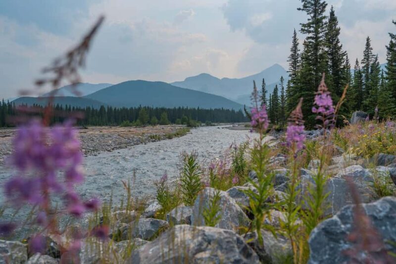 Canmore: Medicinal and Edible Plants, 2-hour Nature Walk - Introduction to the Experience