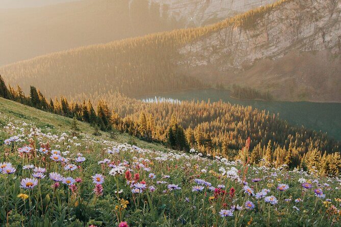 Canmore Medicinal and Edible Plants Nature Walk - 2 Hours - Introduction