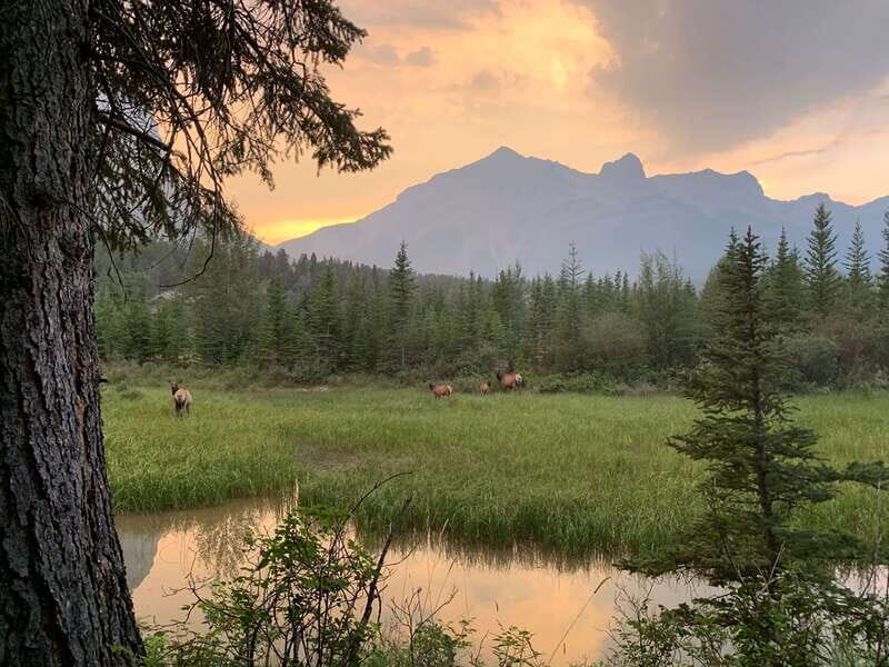 Canmore: PRIVATE SAFARI Drive to BANFF Park & Nature Walk - FAQ