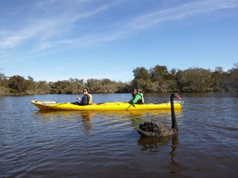 Canning River Half-Day Kayak Wildlife Tour - Key Points