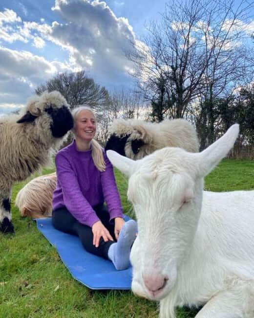 Canterbury: Yoga with Goats and Sheep - An Authentic and Fun Yoga Experience with a Farmyard Twist