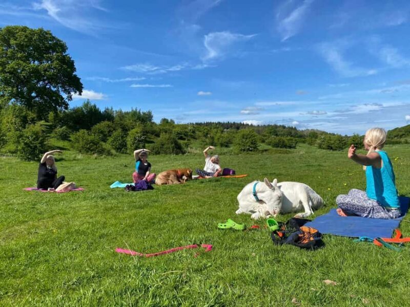Canterbury: Yoga with Goats and Sheep - What Makes This Yoga with Goats and Sheep Special?