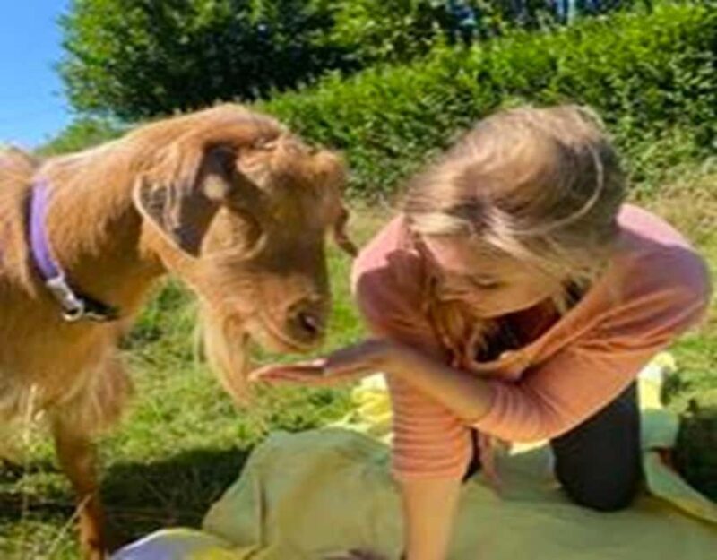 Canterbury: Yoga with Goats and Sheep - Explore Similar Experiences