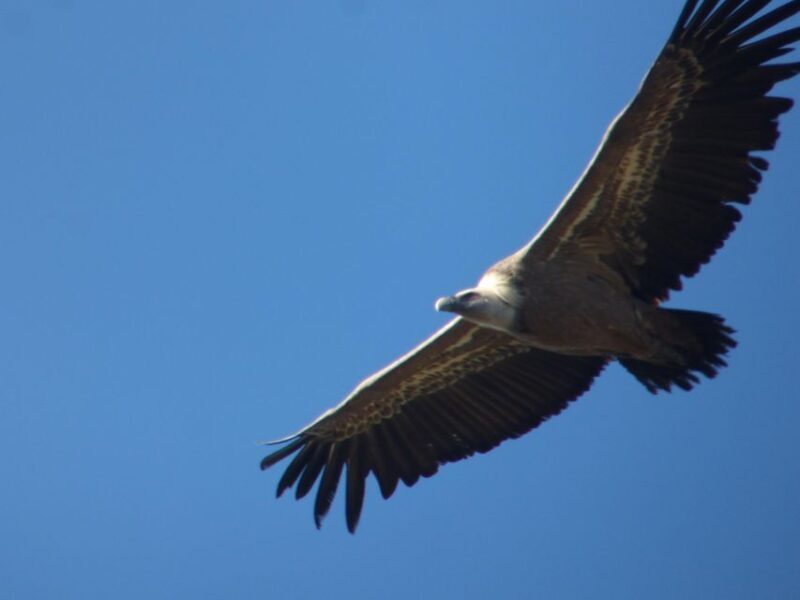 Canyoning Day Trip in Sierra de Guara - Final Thoughts: Who Will Love This Tour?