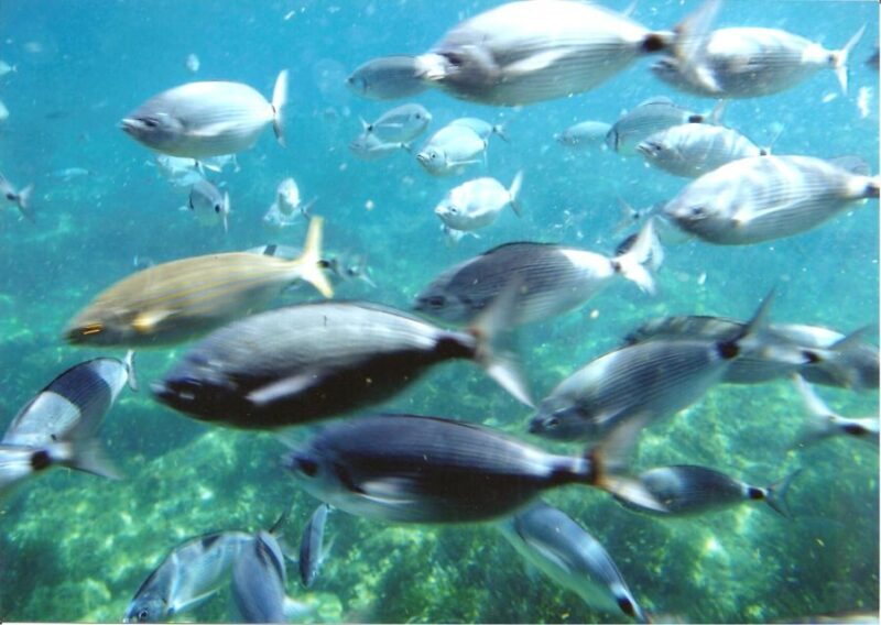 Cap Norfeu: Costa Brava Catamaran Trip with Underwater Views - Frequently Asked Questions