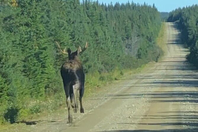 Cape Breton Waterfall Jeep Excursion - Biggest Waterfall in NS - FAQ