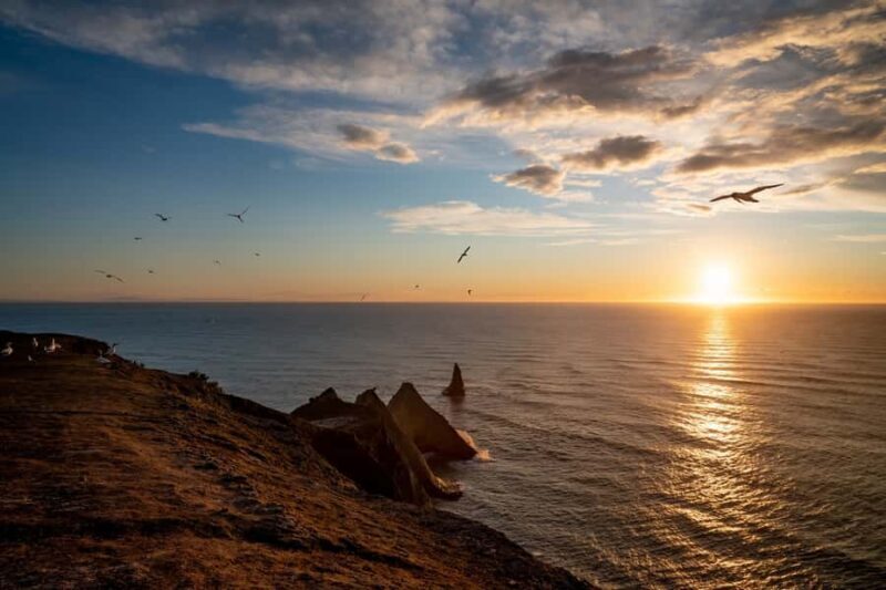 Cape Kidnappers: Gannet Colony Exclusive Sunrise Tour - Key Points