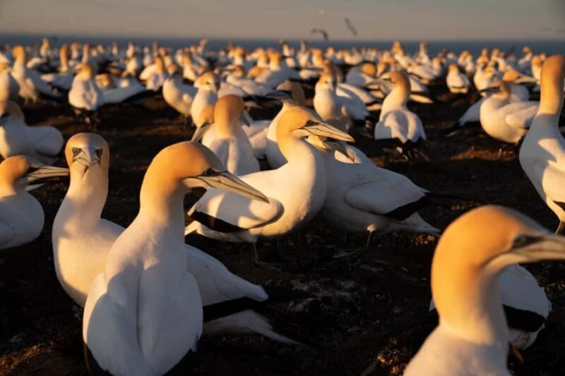 Cape Kidnappers: Gannet Colony Exclusive Sunrise Tour - The Sum Up