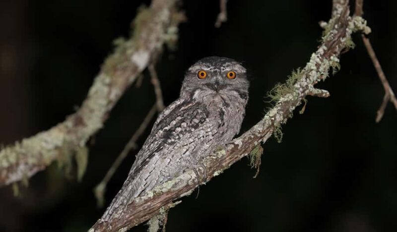 Cape Tribulation: Daintree Rainforest Night Walk Tour - Key Points