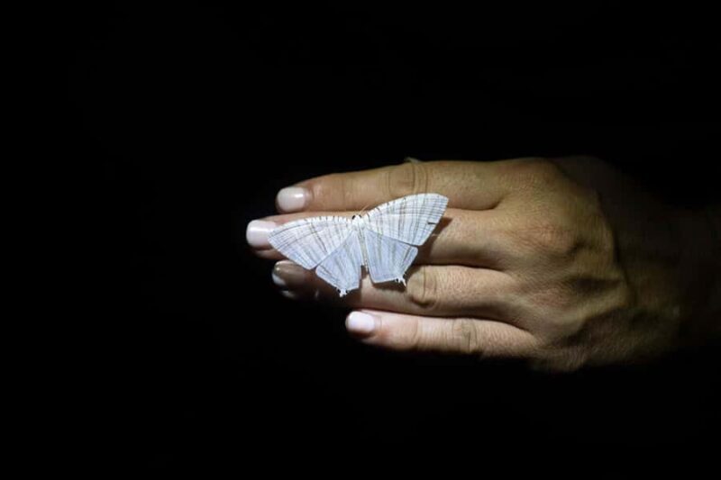 Cape Tribulation: Daintree Rainforest Night Walk Tour - An In-Depth Look at the Daintree Night Walk