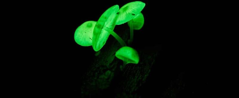 Cape Tribulation: Daintree Rainforest Night Walk Tour - Final Thoughts