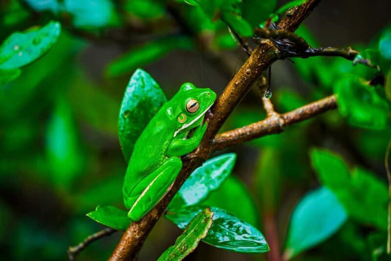 Cape Tribulation: Daintree Rainforest Night Walk Tour - FAQ: Your Night Walk Questions Answered