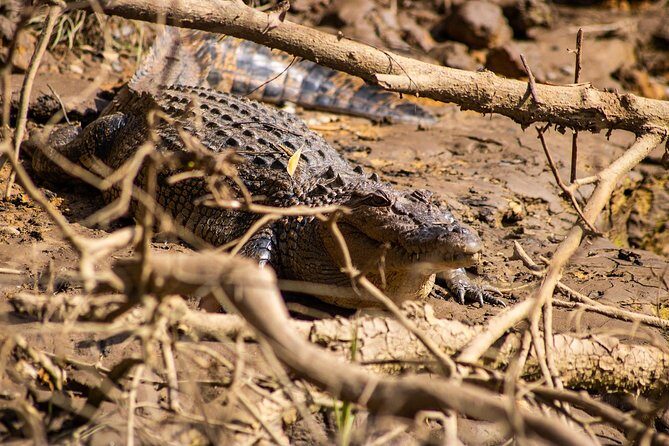 Cape Tribulation Day Tour - The Guide’s Role: Knowledge, Humor, and Safety