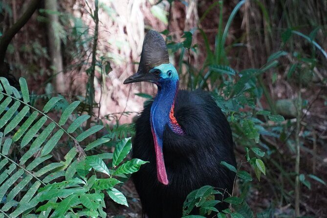 Cape Tribulation Day Tour from Cairns - Exploring the Itinerary in Detail