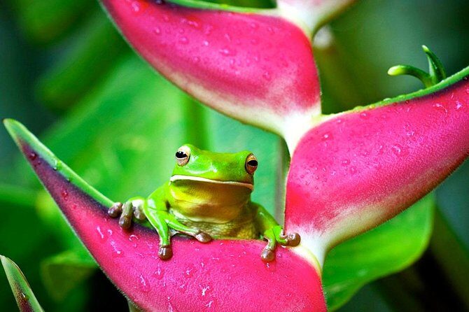 Cape Tribulation, Mossman Gorge and Daintree Rainforest Day Tour - Practical Tips for Tour Participants