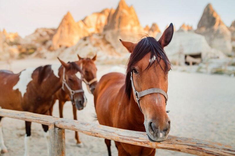 Cappadocia: Horse Riding w/Sunrise & Sunset Option - FAQ  