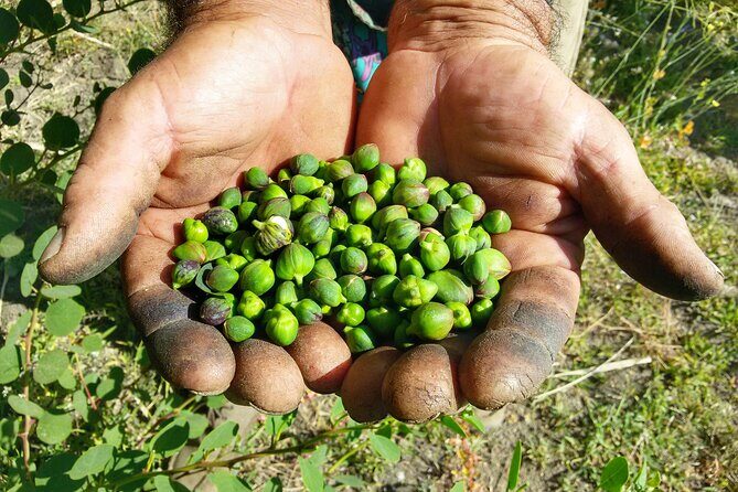 Cappero di Salina: Un'Esperienza di Degustazione Unica - FAQ