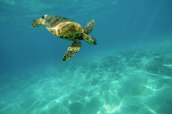 Caretta-Caretta Turtle Trip - Key Points  
