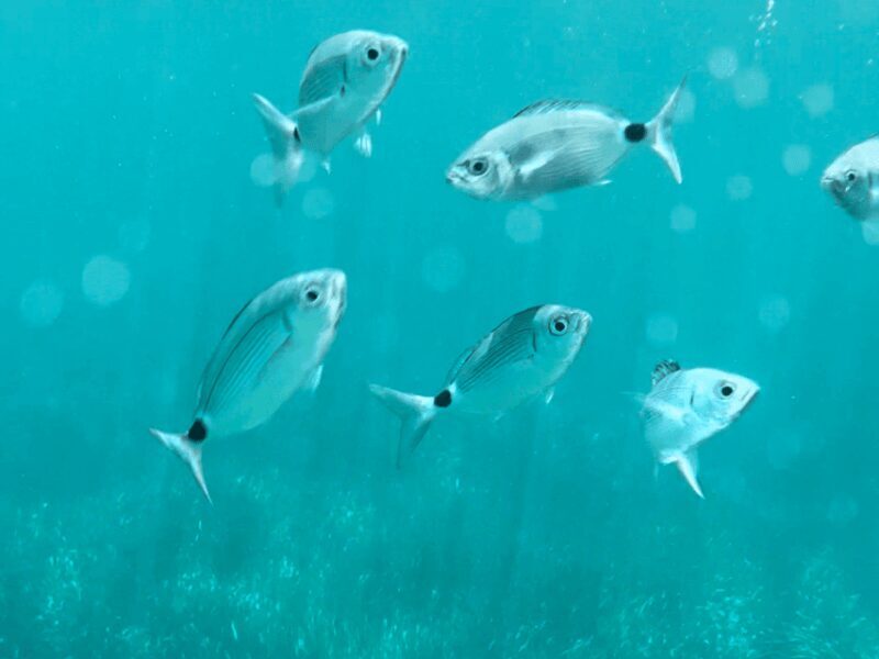 Cargèse: Calanques of Piana Capo Rosso Semi-Rigid Boat Tour - The Sum Up