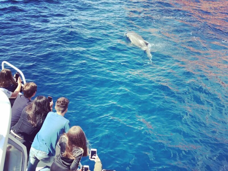 Cargèse: Scandola and Piana Boat Tour with Stop at Girolata - A Deep Dive into the Corsican Coastline