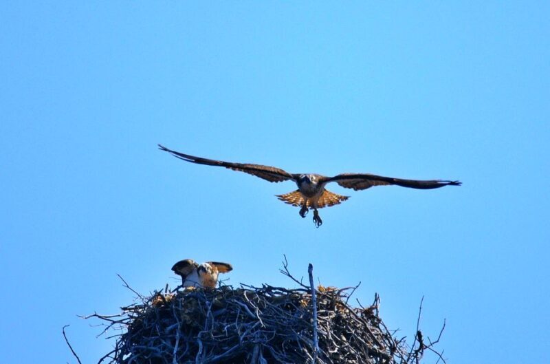Cargèse:Scandola/Piana/Stop in Girolata Half-Day on RIB boat - Frequently Asked Questions  