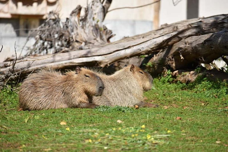 Carini: Get your ticket to the Bioparco di Sicilia - Final Thoughts