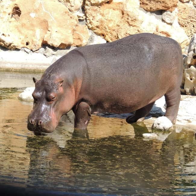 Carini: Get your ticket to the Bioparco di Sicilia - FAQ