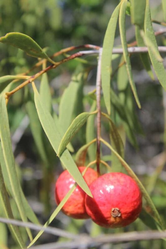 Carnarvon: Indigenous Guided Sunset Walk - A Detailed Look at the Indigenous Guided Sunset Walk