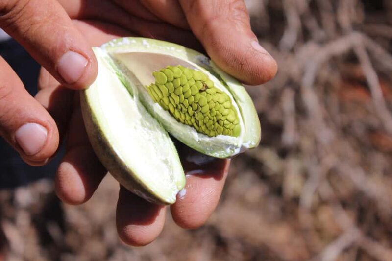 Carnarvon: Indigenous Guided Sunset Walk - Who Should Consider This Tour?