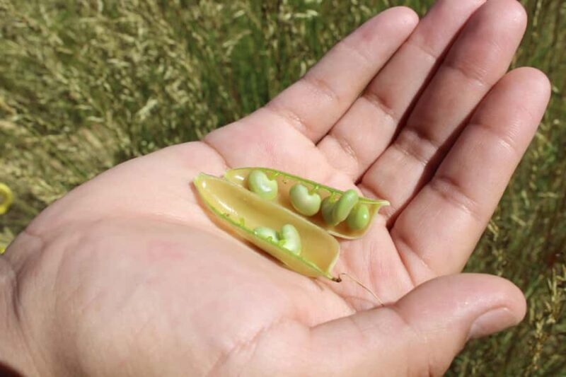 Carnarvon: Indigenous Guided Sunset Walk - FAQ