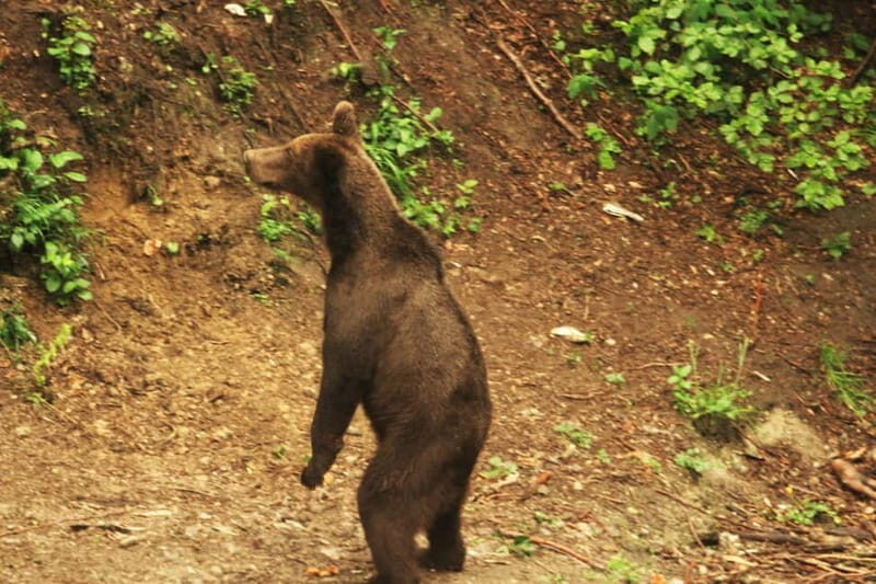 Carpathian Wilderness: A Wildlife Experience from Braov - Key Points