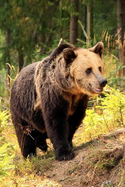 Carpathian Wilderness: A Wildlife Experience from Braov - An In-Depth Look at the Wildlife Tour Experience