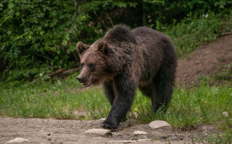 Carpathian Wilderness: A Wildlife Experience from Braov - Who Is This Tour Best For?