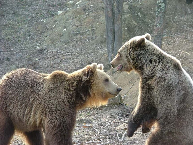 Carpathian Wilderness: A Wildlife Experience from Braov - FAQ