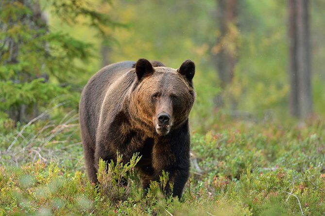 Carpathian Wilderness: A Wildlife Experience from Braov - Key Points