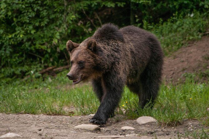 Carpathian Wilderness: A Wildlife Experience from Braov - Who Should Consider This Tour?
