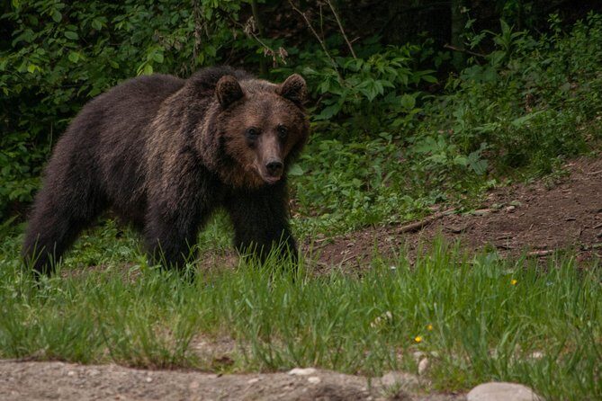 Carpathian Wilderness: A Wildlife Experience from Braov - The Sum Up