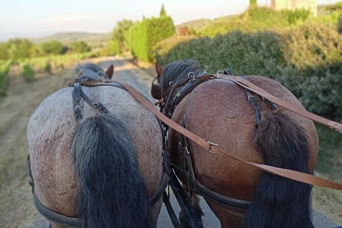 Carriage rides in the heart of the Luberon - Why This Carriage Ride is a Great Choice