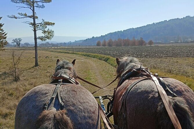 Carriage rides in the heart of the Luberon - FAQs