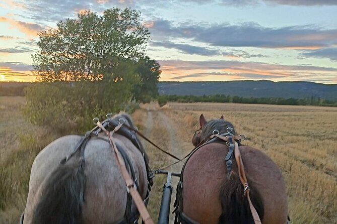 Carriage rides in the heart of the Luberon - Final Thoughts