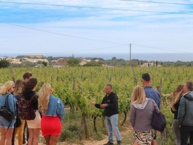 Carvoeiro/Portimão/Alvor: Wine Tour w/ Tasting, Tapas, Music - Key Points