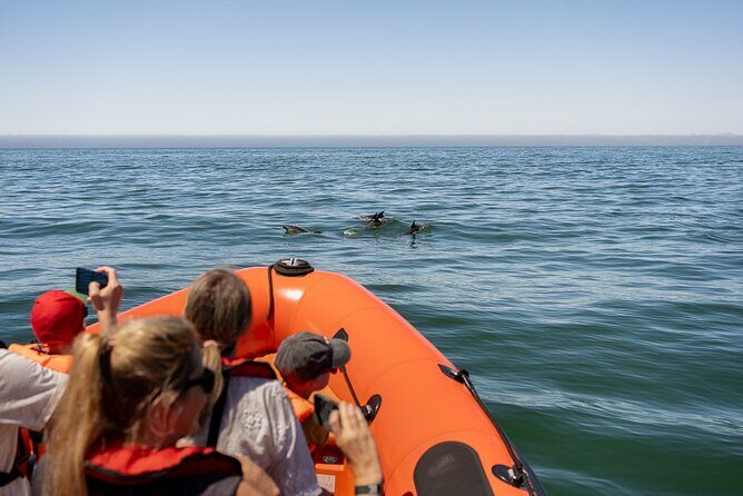 Cascais coast: Dolphin watching - Why Choose This Tour?