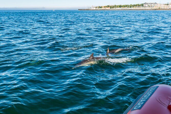 Cascais coast: Dolphin watching - FAQ