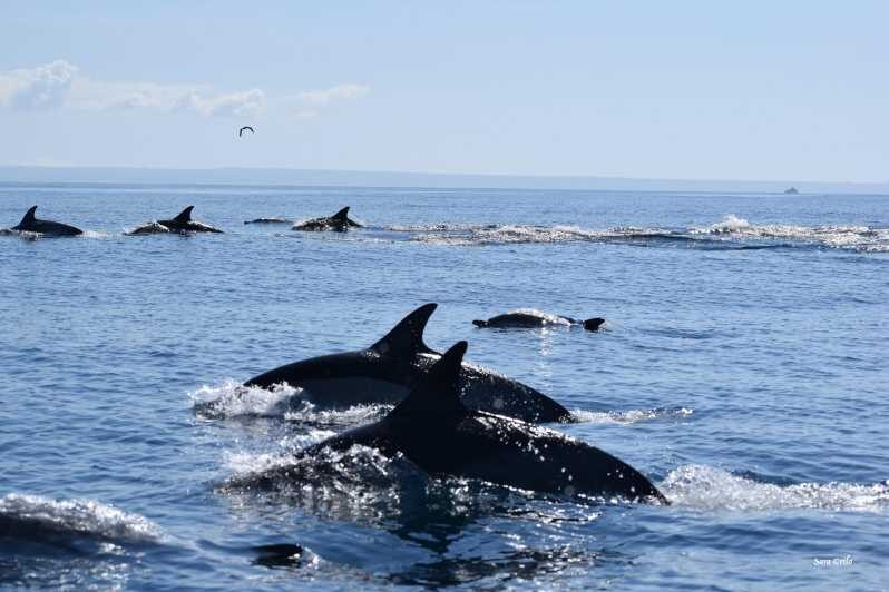 Cascais: Dolphin Watching Speedboat Tour - An In-Depth Look at the Cascais Dolphin Watching Speedboat Tour  