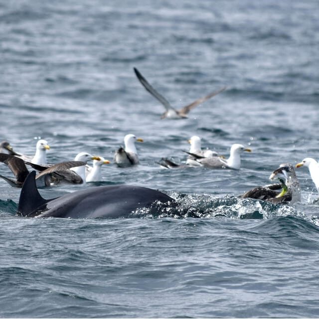 Cascais: Dolphin Watching Speedboat Tour - Final Thoughts  