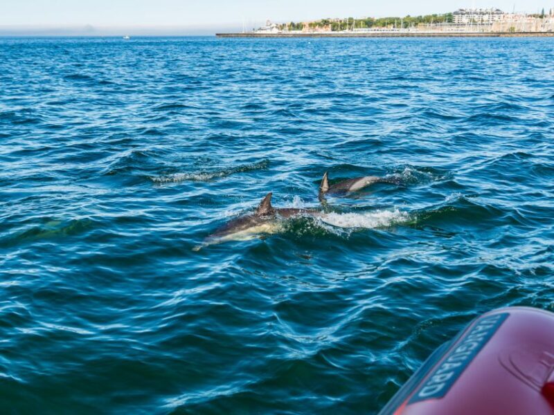 Cascais: Dolphin Watching Tour - Included in Your Ticket
