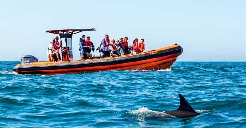 Cascais: Dolphin Watching Tour - Practical Tips for the Tour