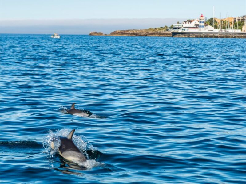 Cascais: Dolphin Watching Tour - The Value of the Experience