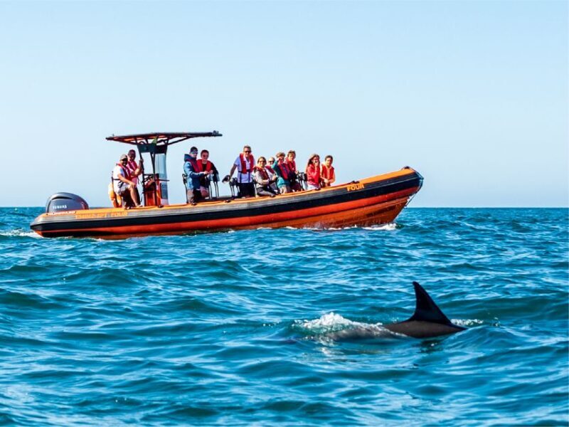 Cascais: Dolphin Watching Tour - Final Thoughts